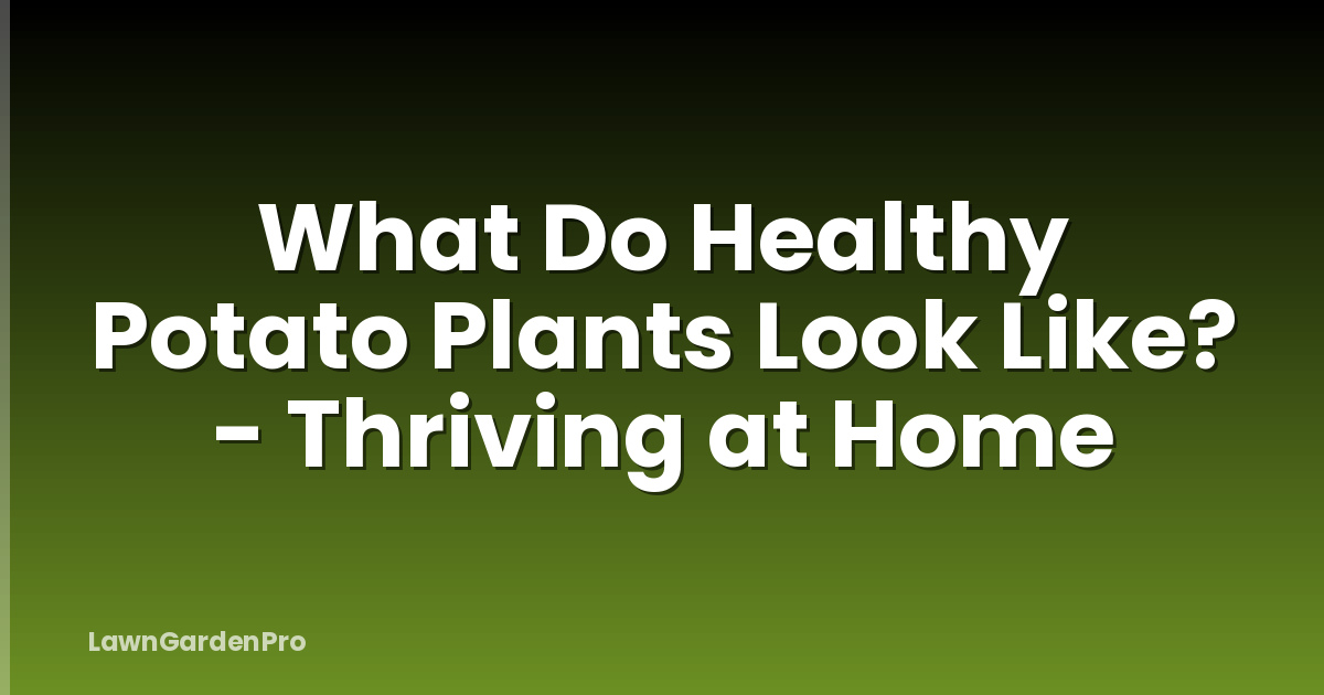 How to Harvest Potato Plants? - Ultimate Harvesting Guide - LawnGardenPro